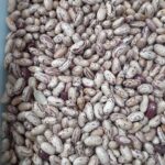 POPCORN INDÚSTRIA E COMÉRCIO DE CEREAIS LTDA – BEANS – POPCORN – SESAME ...